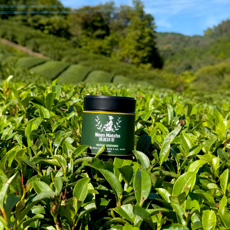 Why is matcha expensive? | Understanding the value of Japanese matcha ...